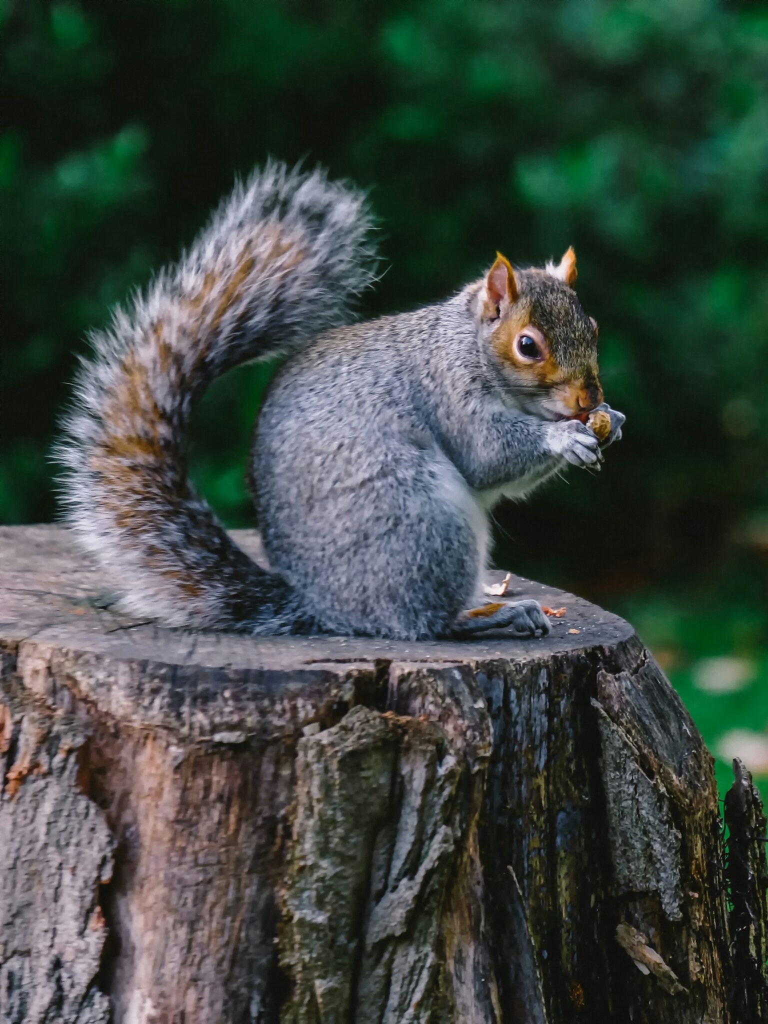 Master Squirrel Hunting: Tips, Gear & Best Times to Hunt - Big Man ...